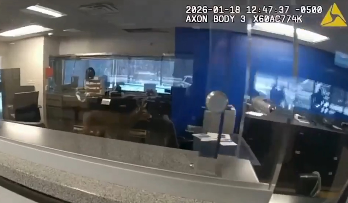 Watch: Deer on the hunt for a quick buck causes chaos in New York bank