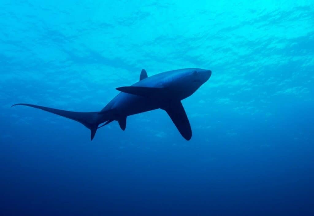 72% of US divers credit guides for their best underwater experiences