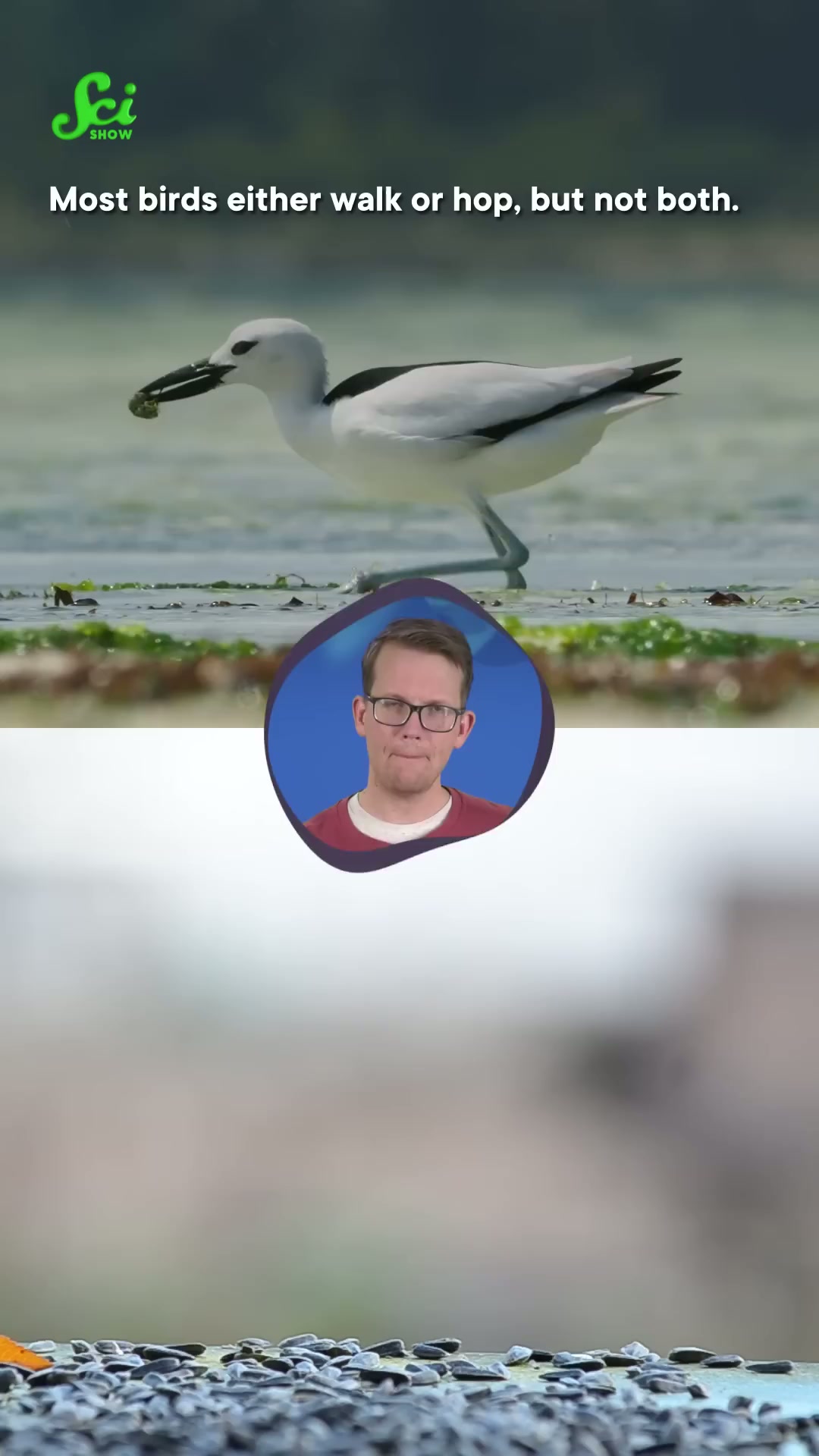 Why do only some birds hop? #shorts #science #SciShow