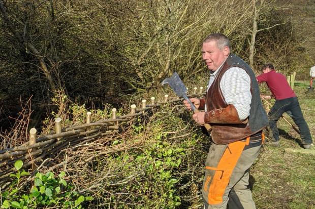 IW hedgelaying competition to return with 'exciting' new venue