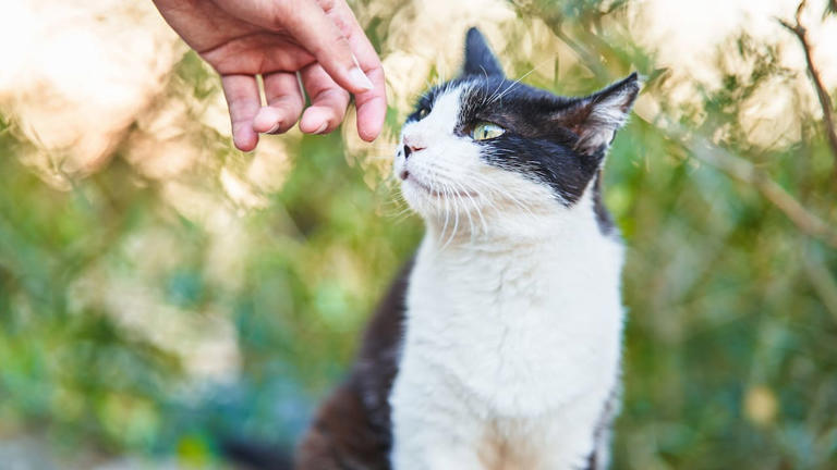 Subtiles Verhalten - So fragen Katzen lautlos nach Nähe – oder nach Abstand