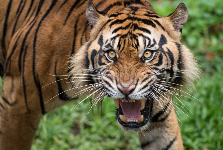 15 most powerful animals in the world