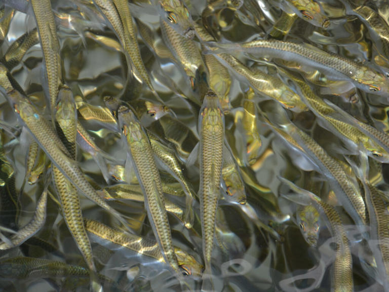 Key West grab bag: Fish the winter pilchard bite
