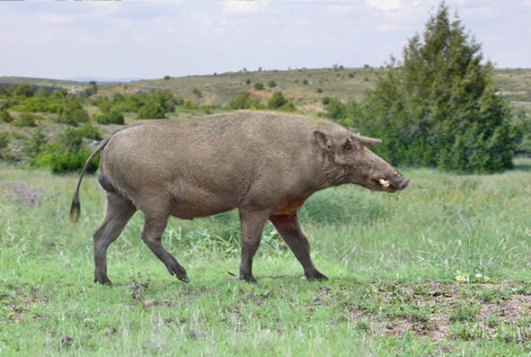 These ancient pigs looked more like unicorns than hogs