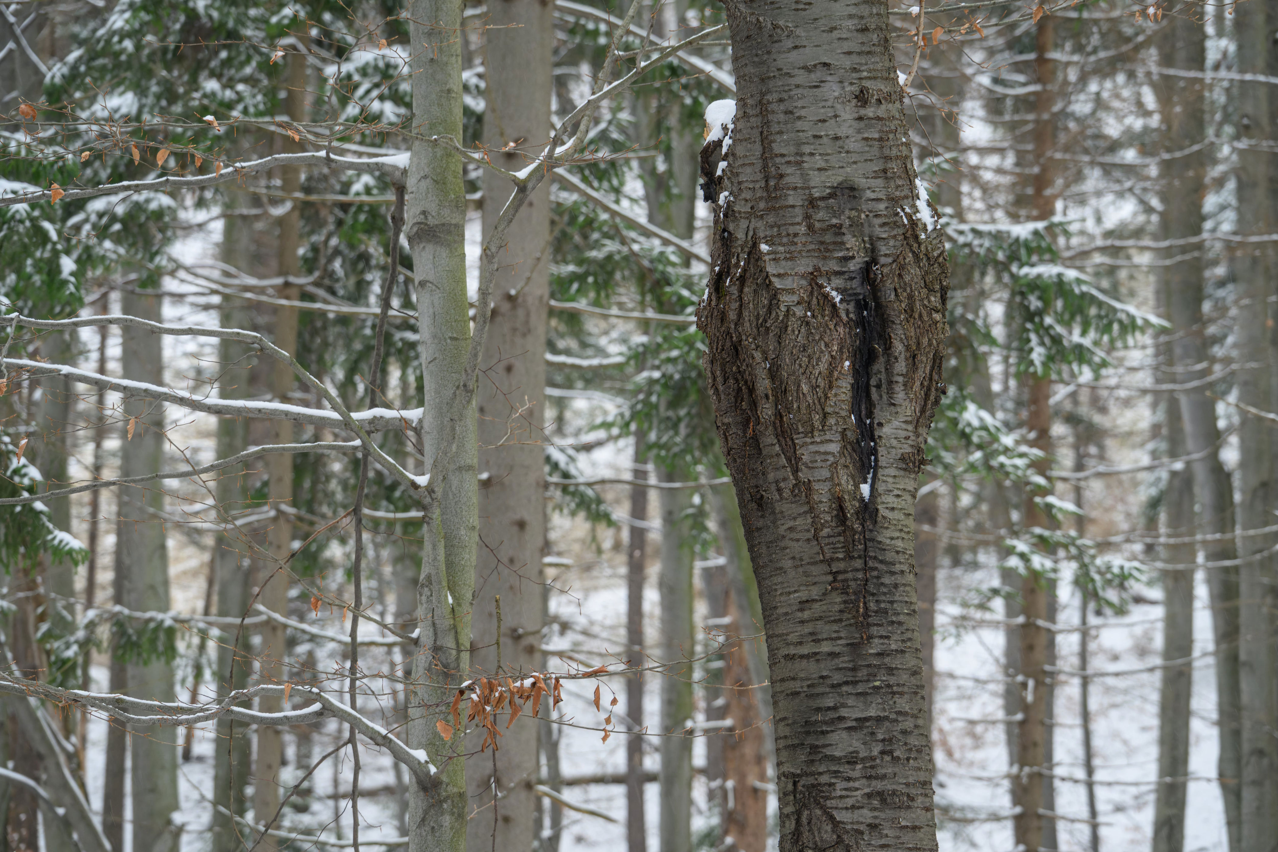 Can trees actually 'explode' from extremely cold temperatures in the ...