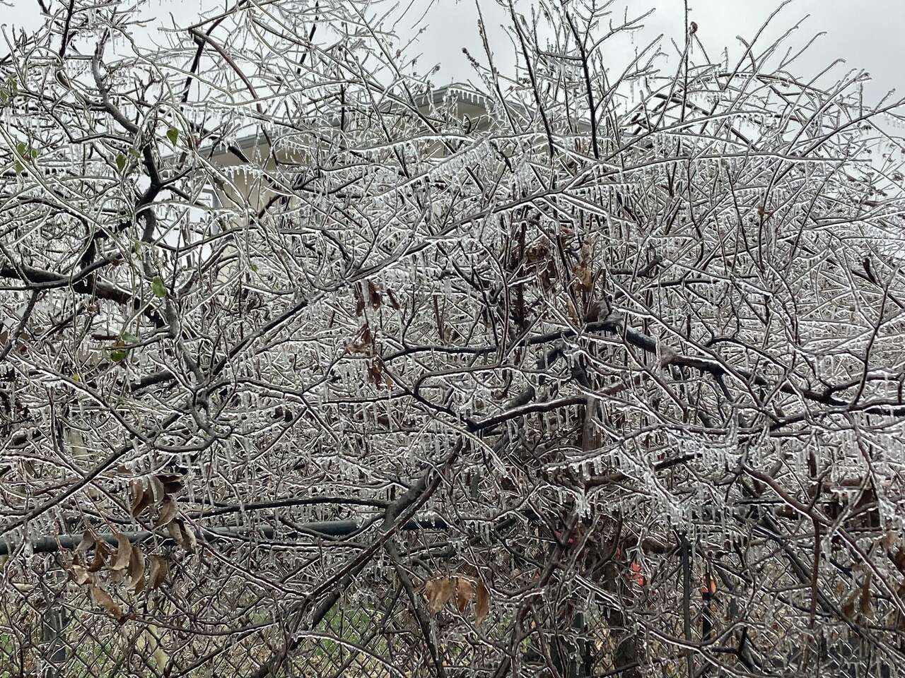 Houston Zoo closes as Texas winter storm nears. Track more weekend ...