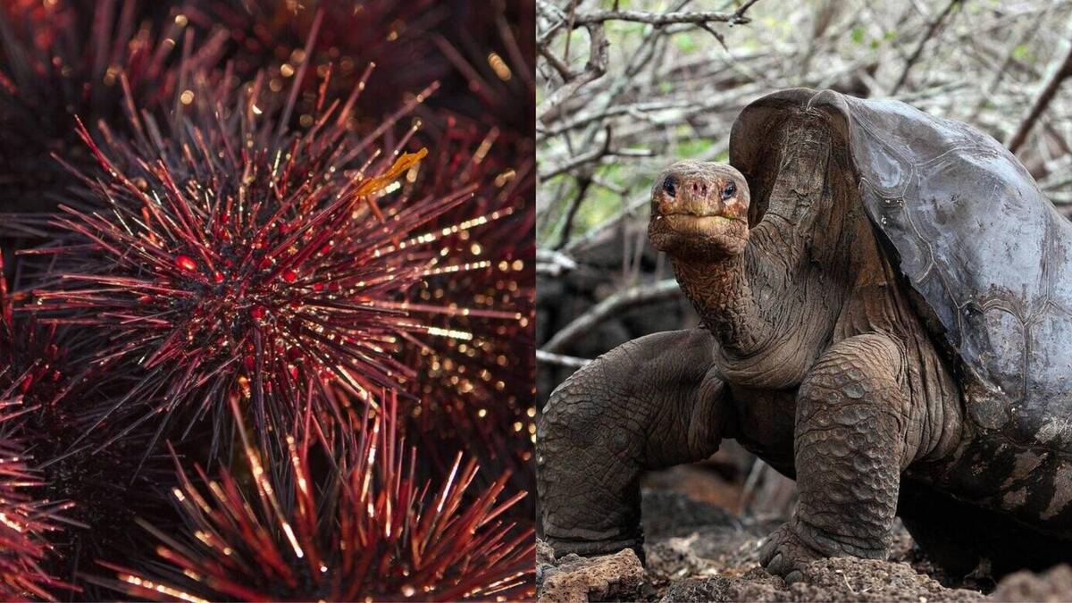 Animals whose lifespans redefine aging
