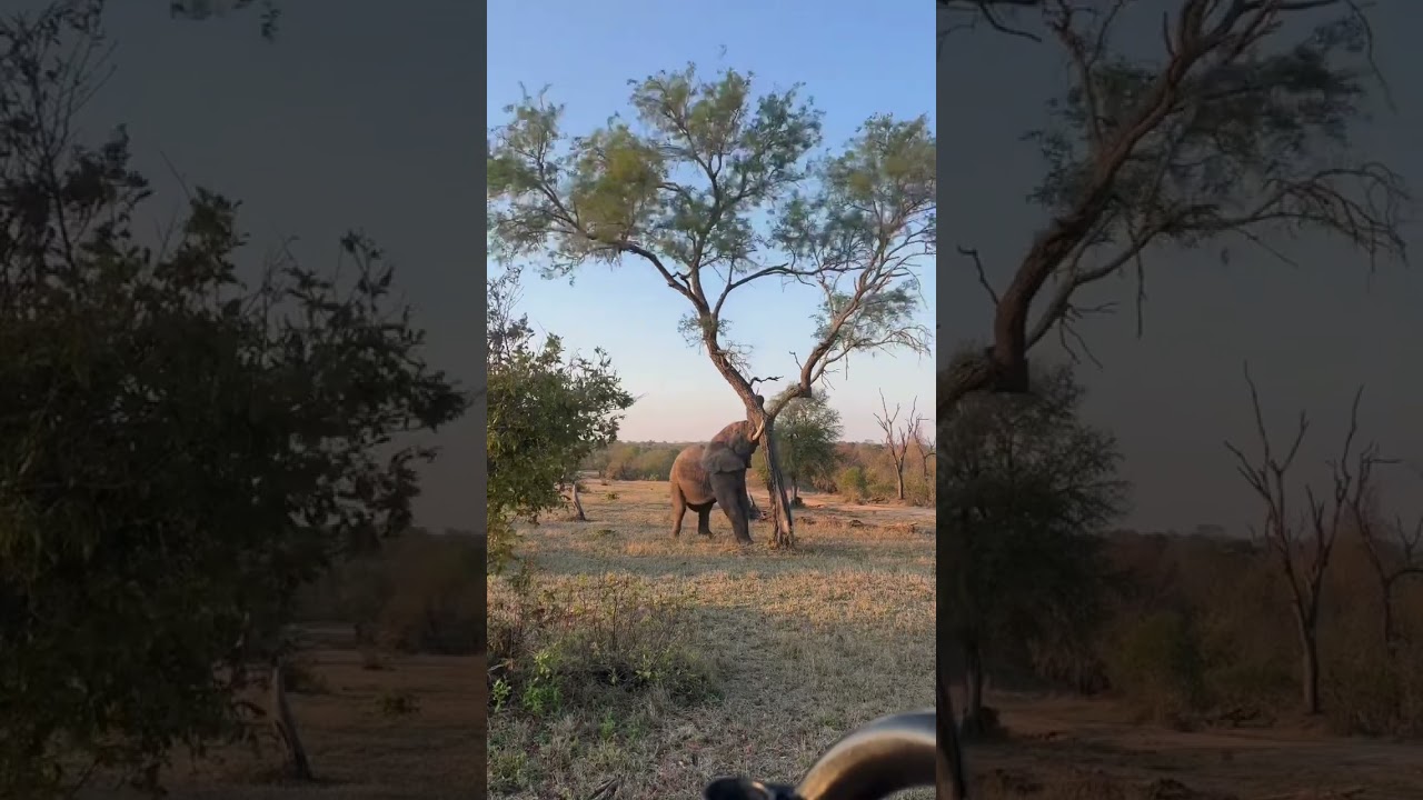See a magnificent elephant effortlessly cut down a tree