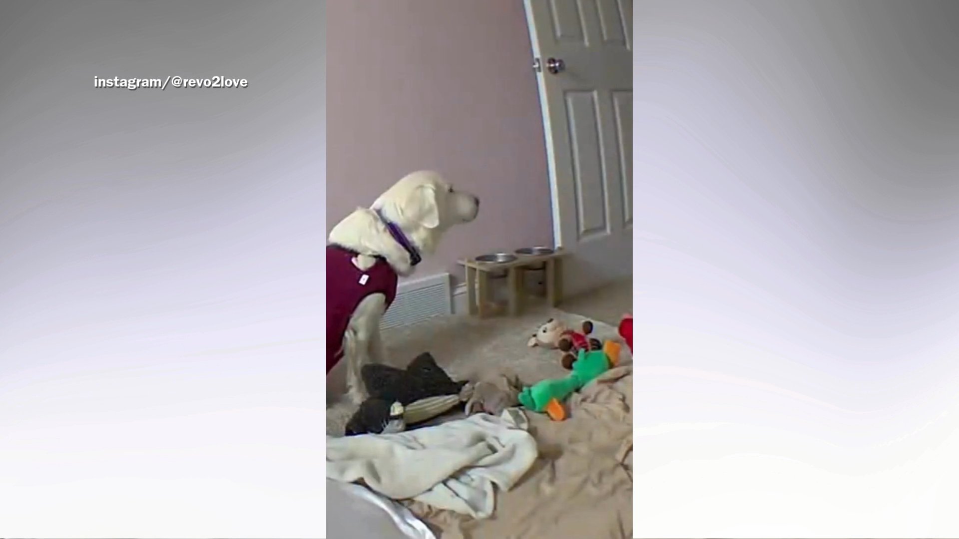 Rescue dog howling minutes after owner leaves