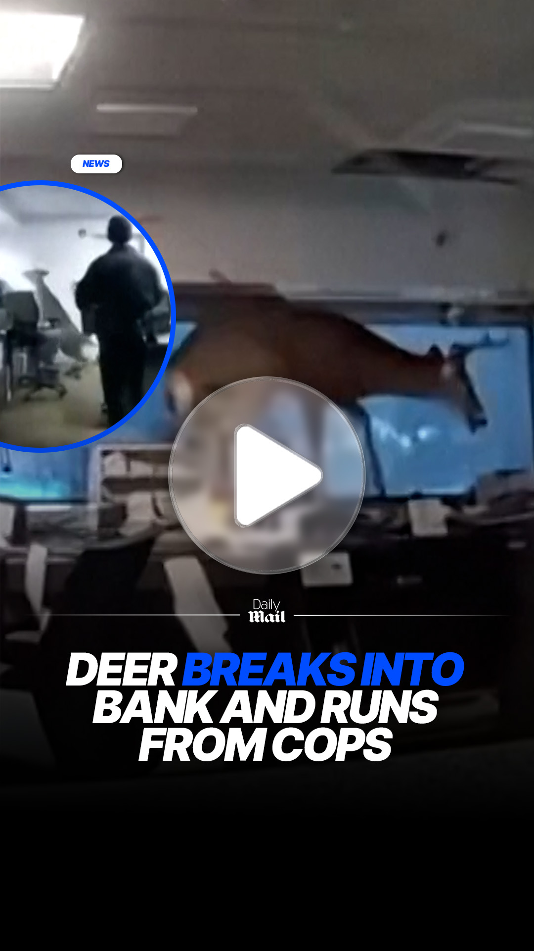 Deer crashes through bank window and flees police in New York