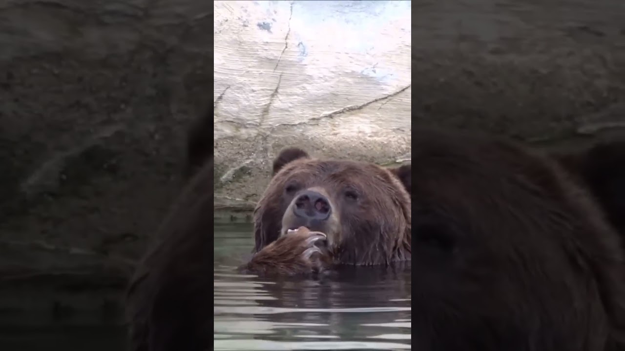 Watch a massive grizzly bear eating snacks inside the pool