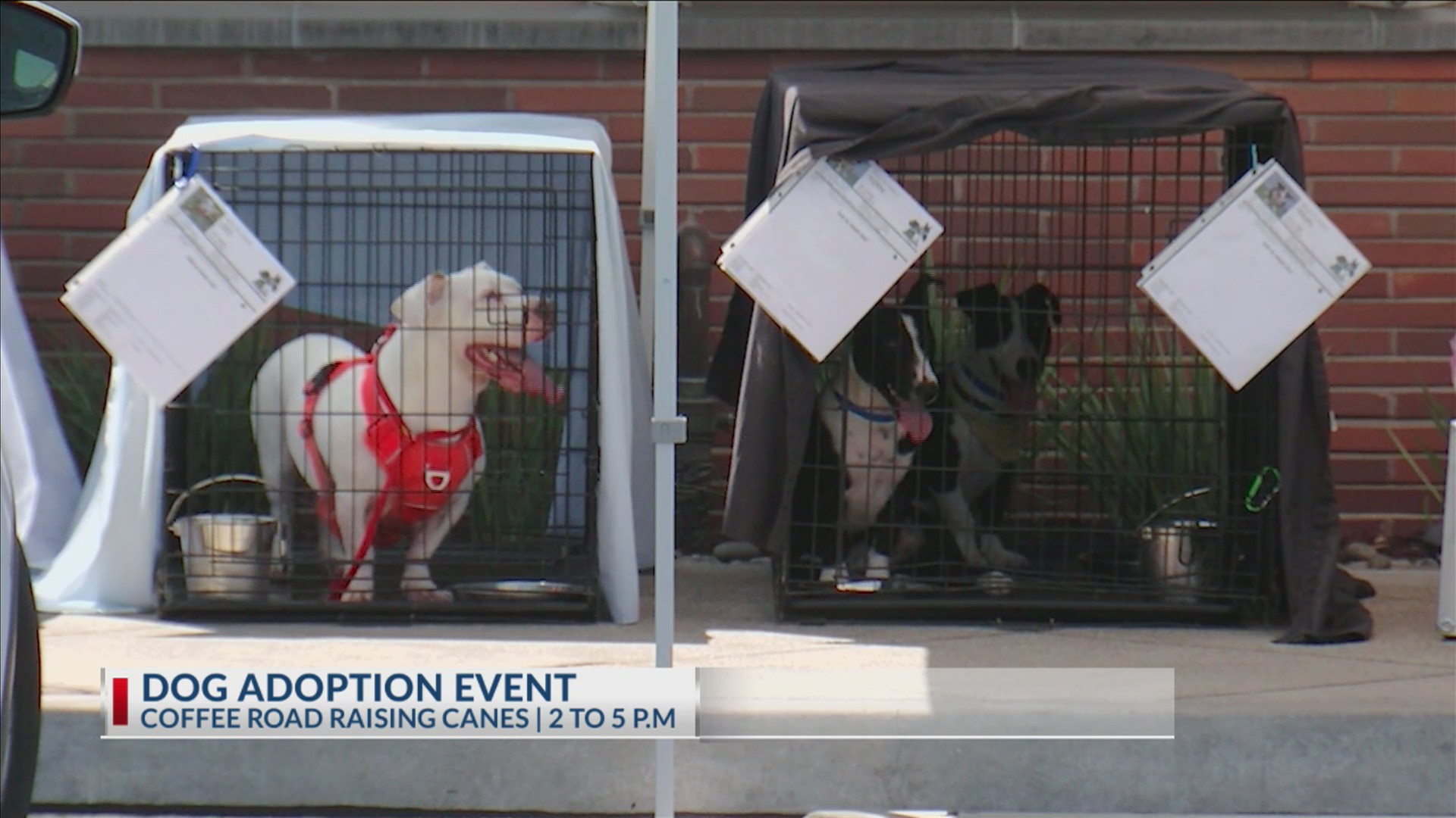 Dog adoption event at Raising Canes on Coffee Road