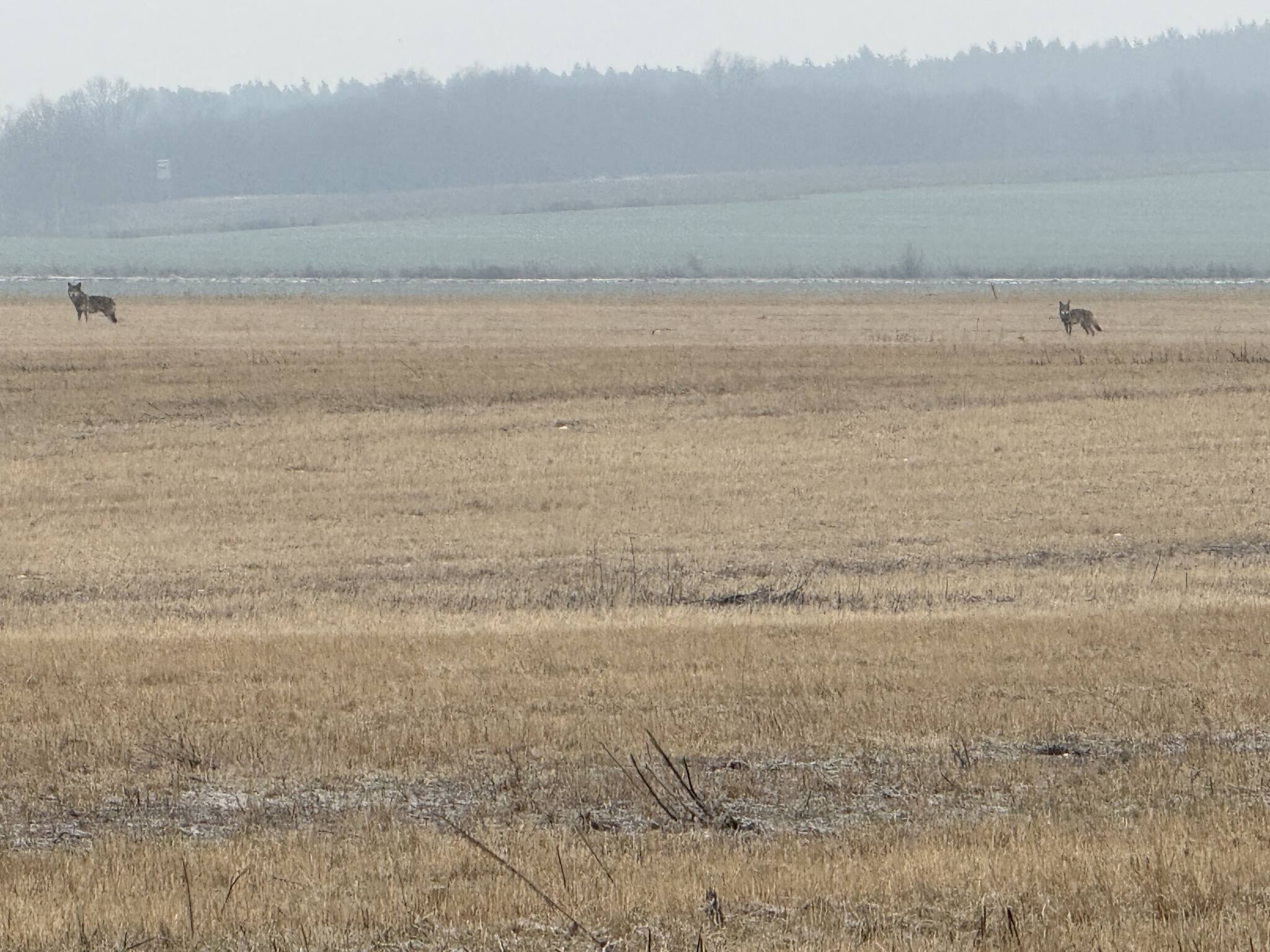 „Habe meine Route geändert“: Hundebesitzer entdeckt Wölfe in Rangsdorf