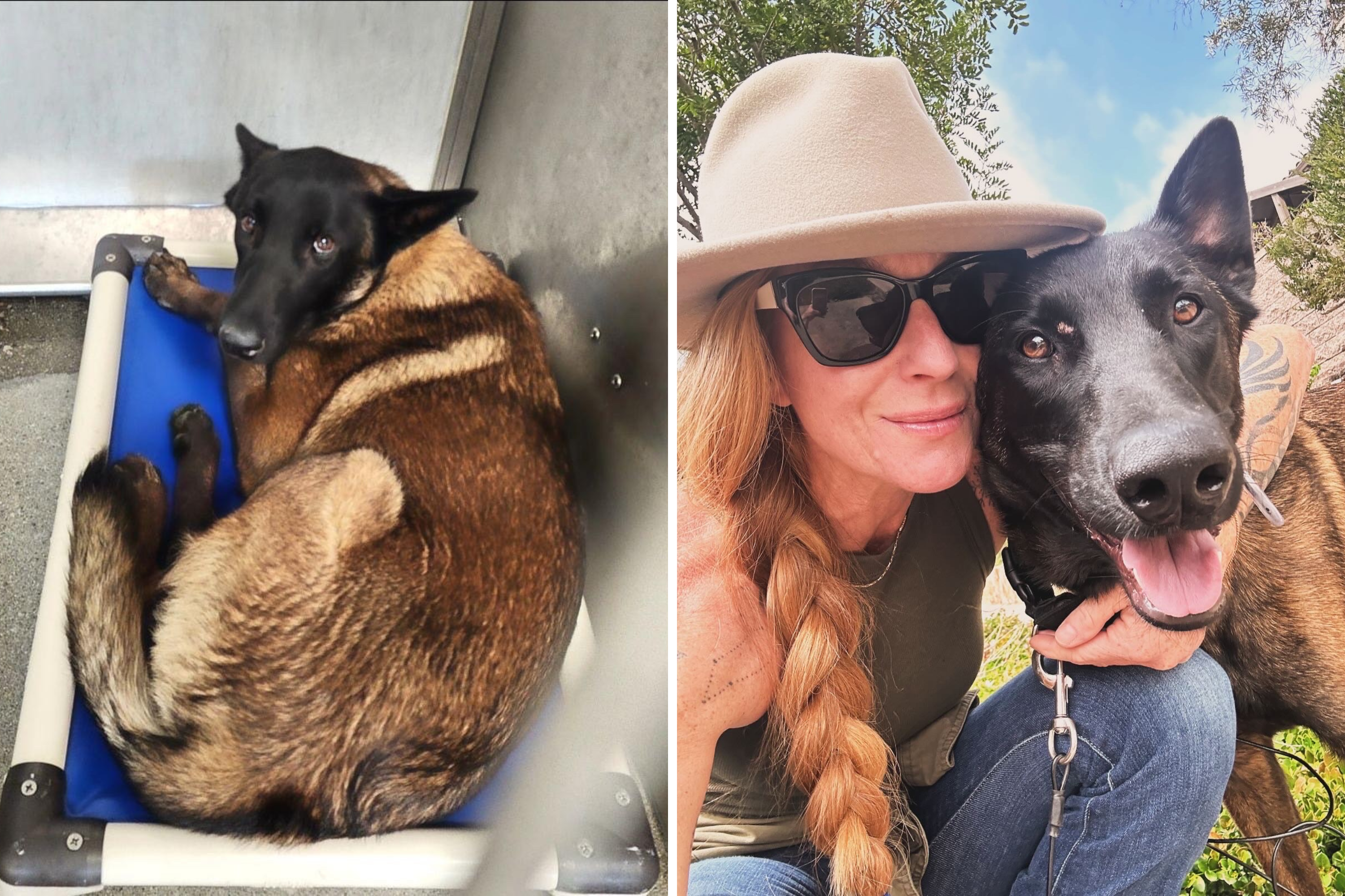 Dog labeled unadoptable saved from euthanasia, gets second chance at life