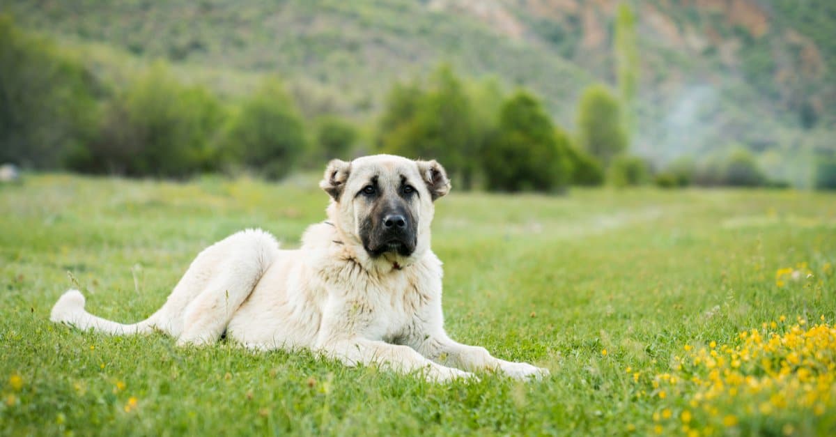 8 intimidating dog breeds that aren’t right for everyone