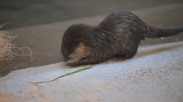 Adorable otter pup gets swimming lessons from mother