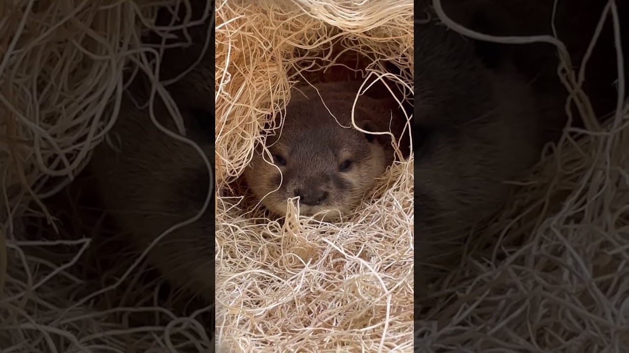 Dad otter guards the nest box while babies rest