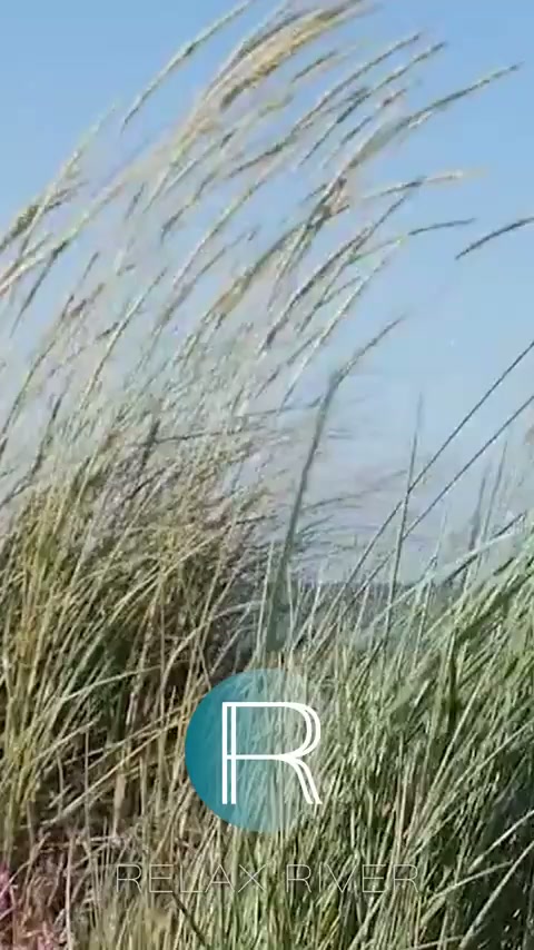 Gentle swaying grass & serene skies | Relaxing nature scene with ...