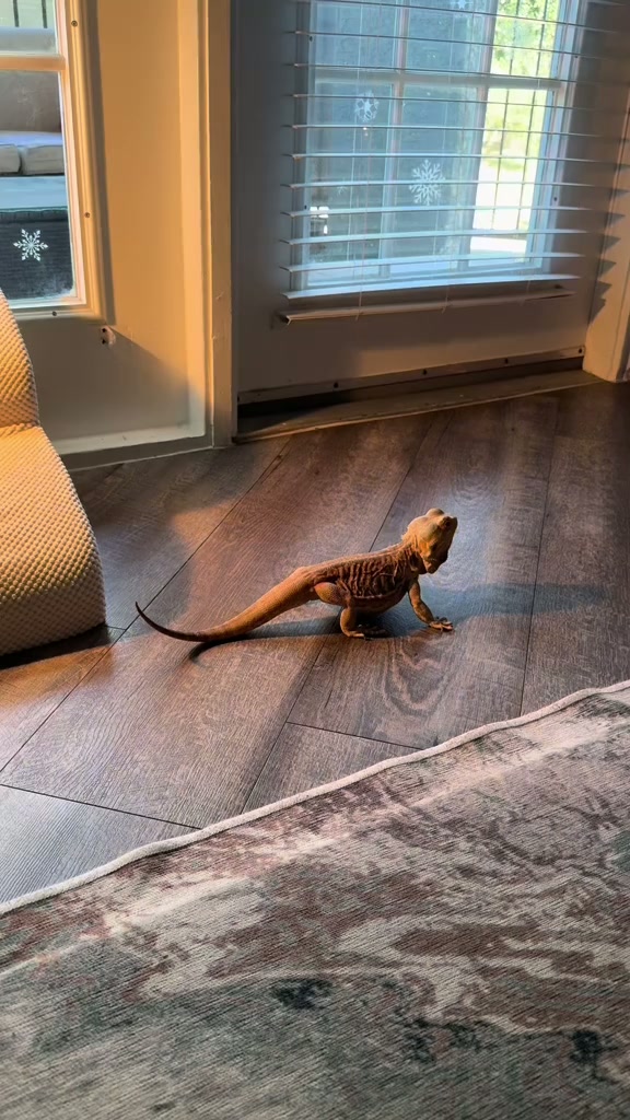 My bearded dragon refuses to stay in his spot