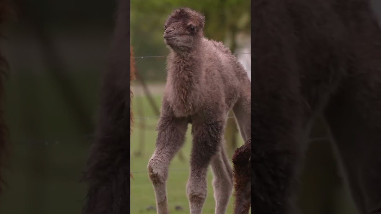 See an adorable baby camel play in the sand with pure joy