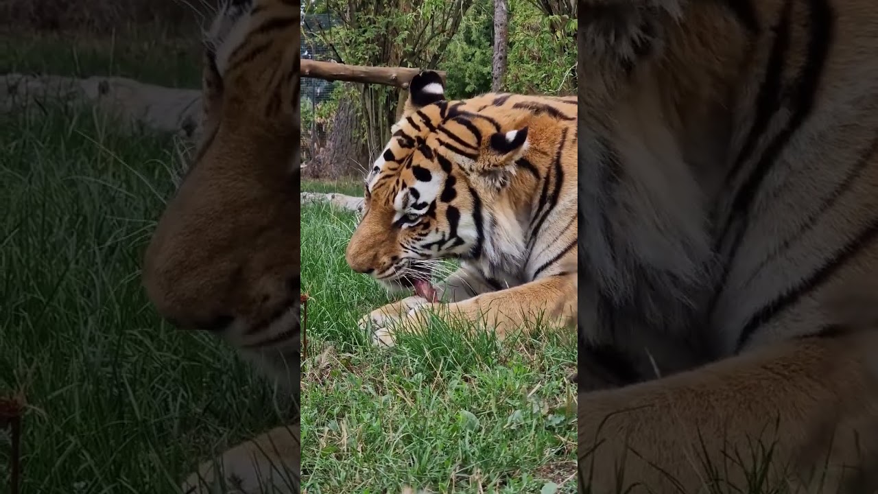 The largest big cat shows power and grace effortlessly