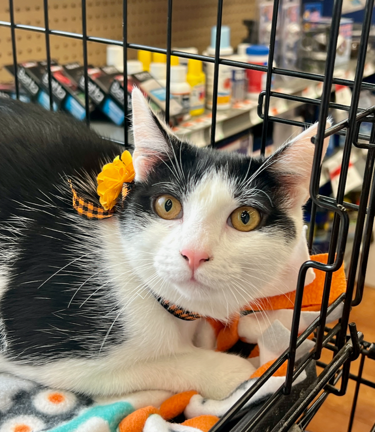 Meet the North Jersey adoptable pets of the week: Adam and Justin