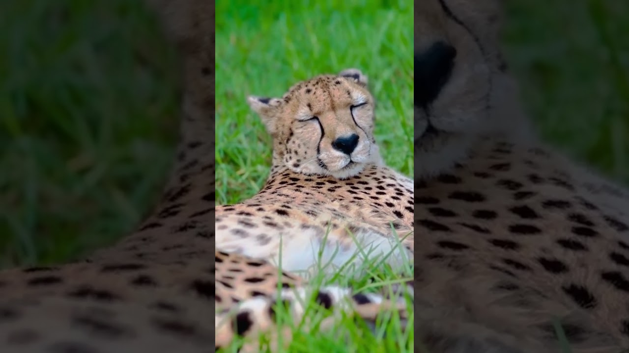 Observe a sleeping cheetah resting in the tall grass