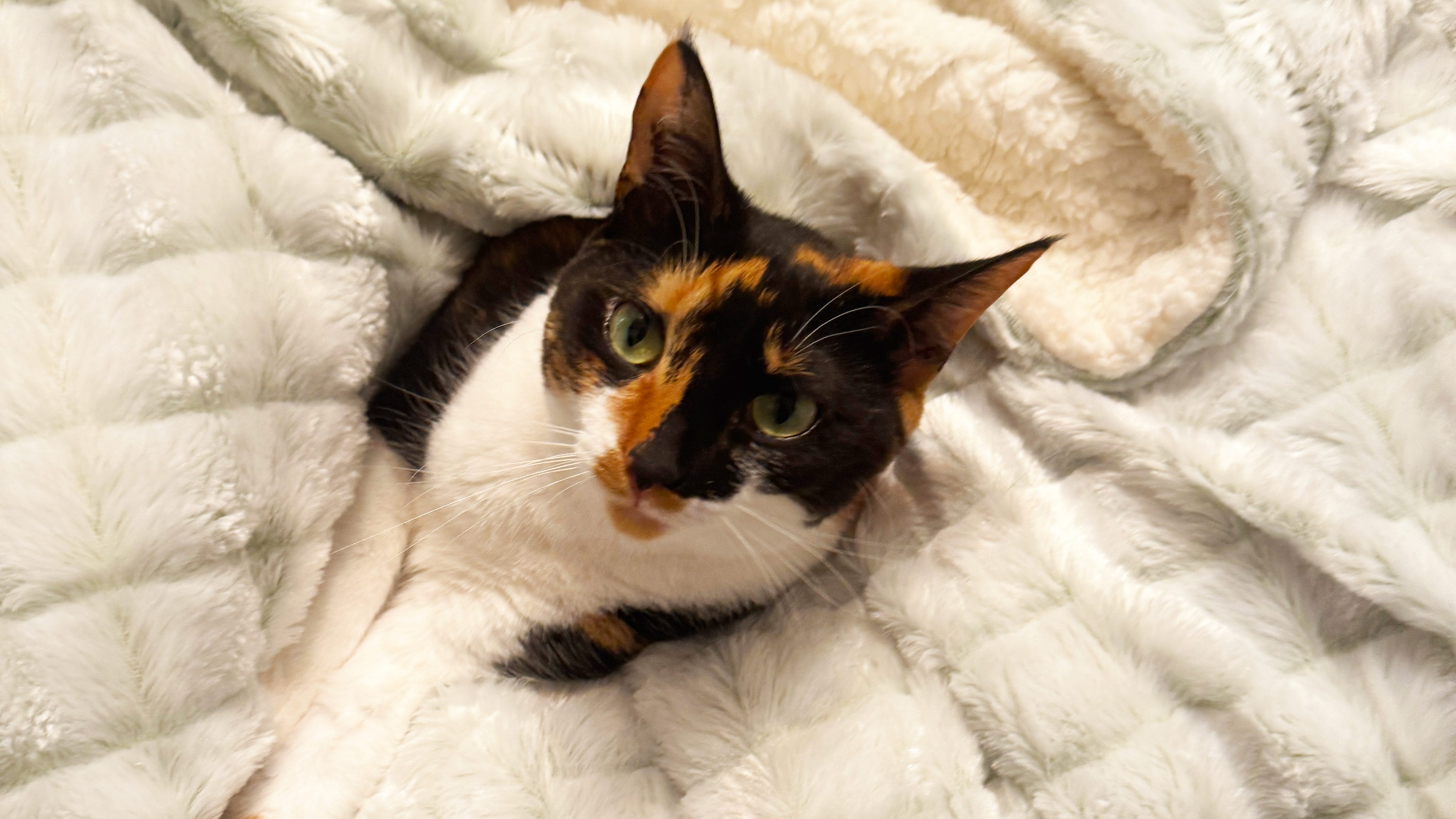 Winter tips to keep your cats comfy and cozy