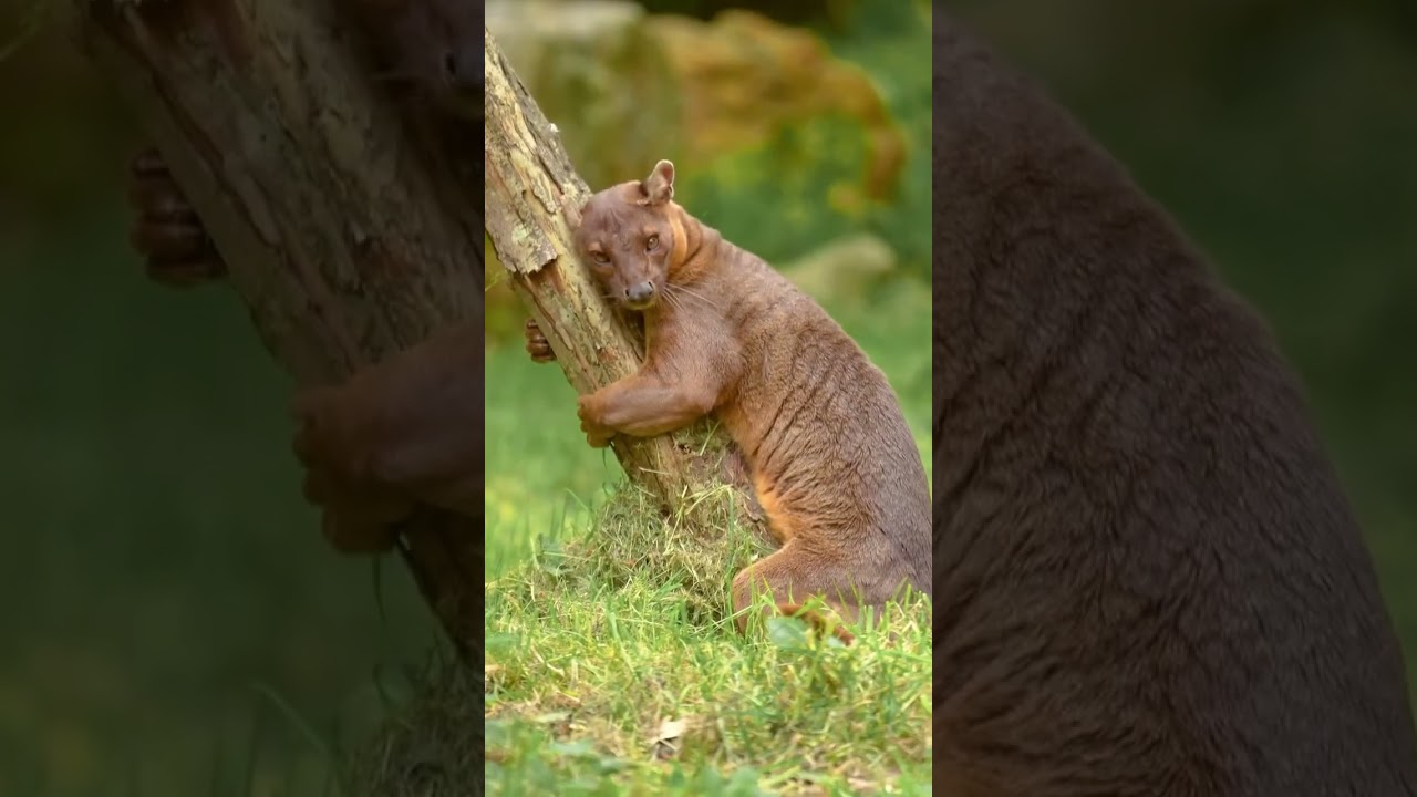 Observe a unique wild fossa climbing on tree branches
