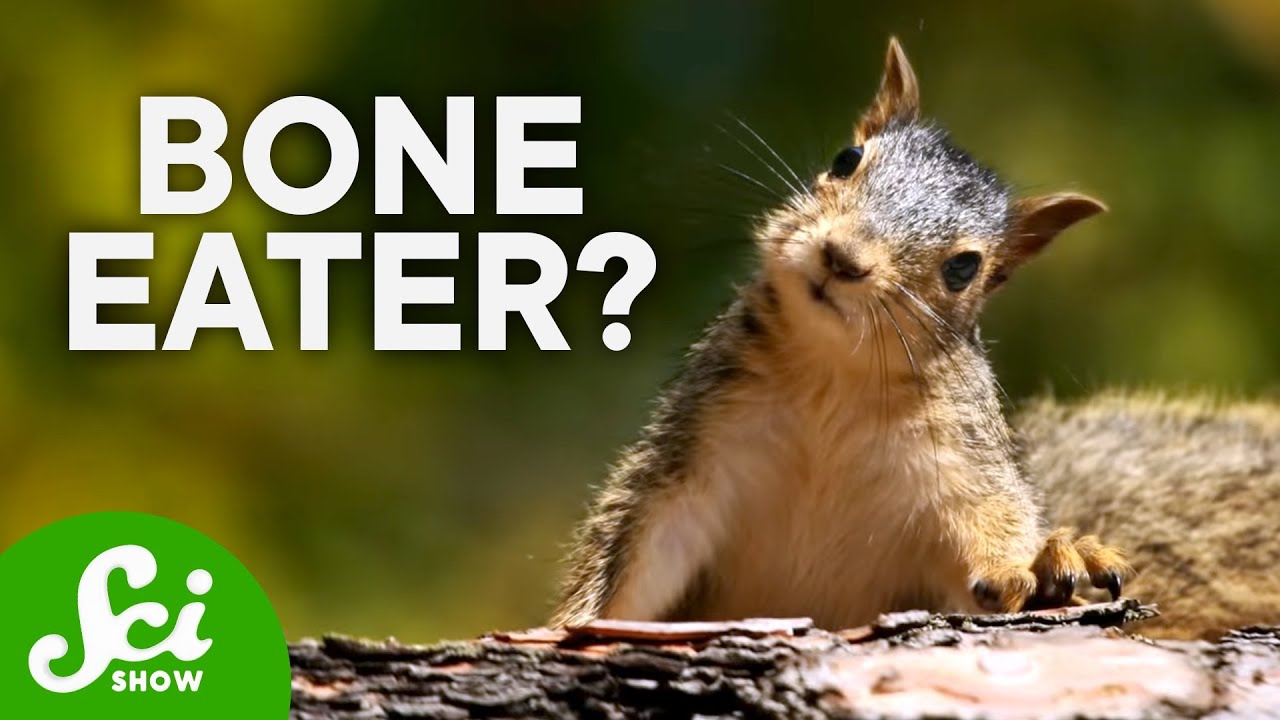 6 'vegetarian' animals that actually eat meat