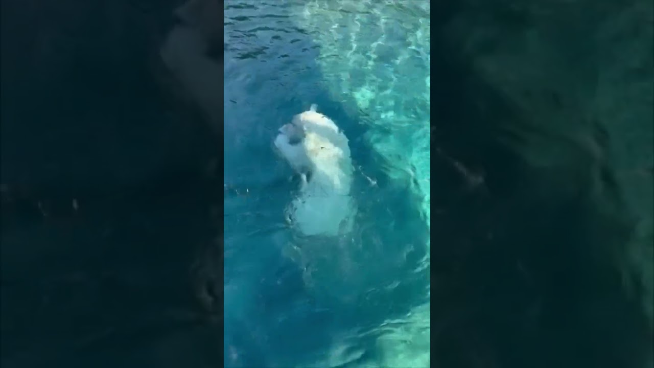 Polar bear enjoys ice bone treat with pure joy