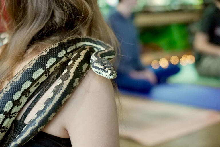 Snake yoga is officially a thing in Portland, and it’s selling out fast