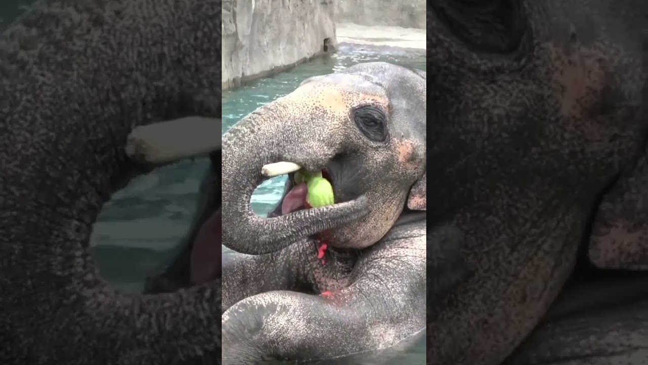 See a large elephant feast on sweet watermelon happily