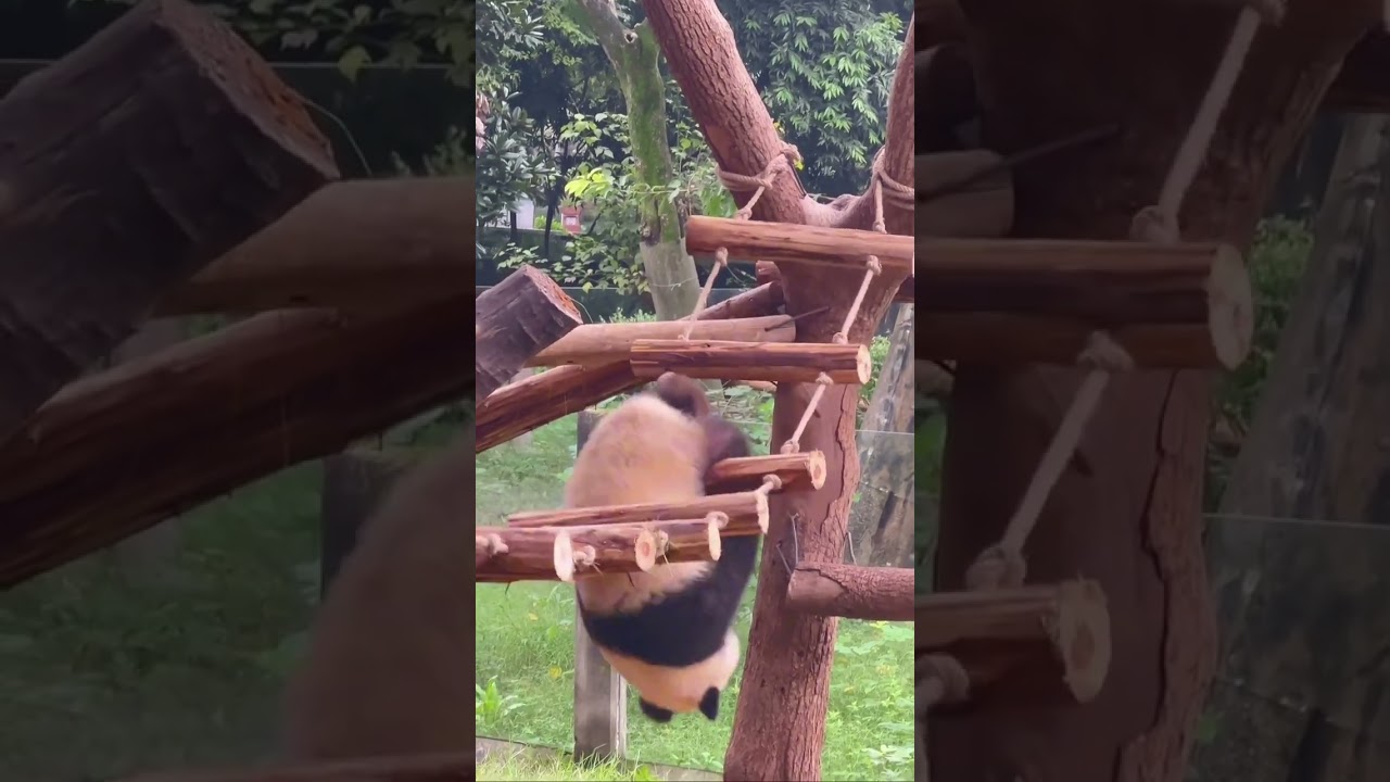 Meet the Super Panda Bros stealing hearts everywhere