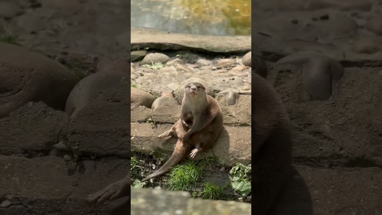 Watch an otter play endlessly with a rock