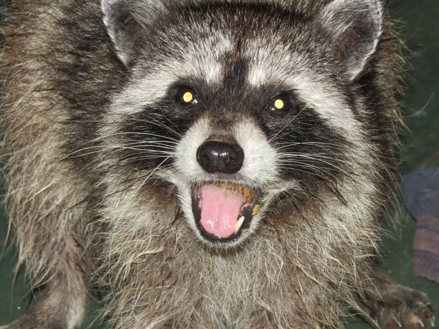Rabies case reported in Harford Co. raccoon