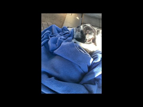 Saying goodbye to Jake: Our family's emotional pet loss story