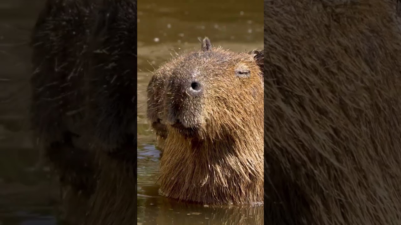 Capybaras dive into a playful pool party in sunshine