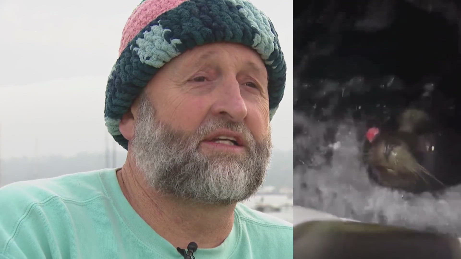 A fisherman grows to care about sea lion with eye injury