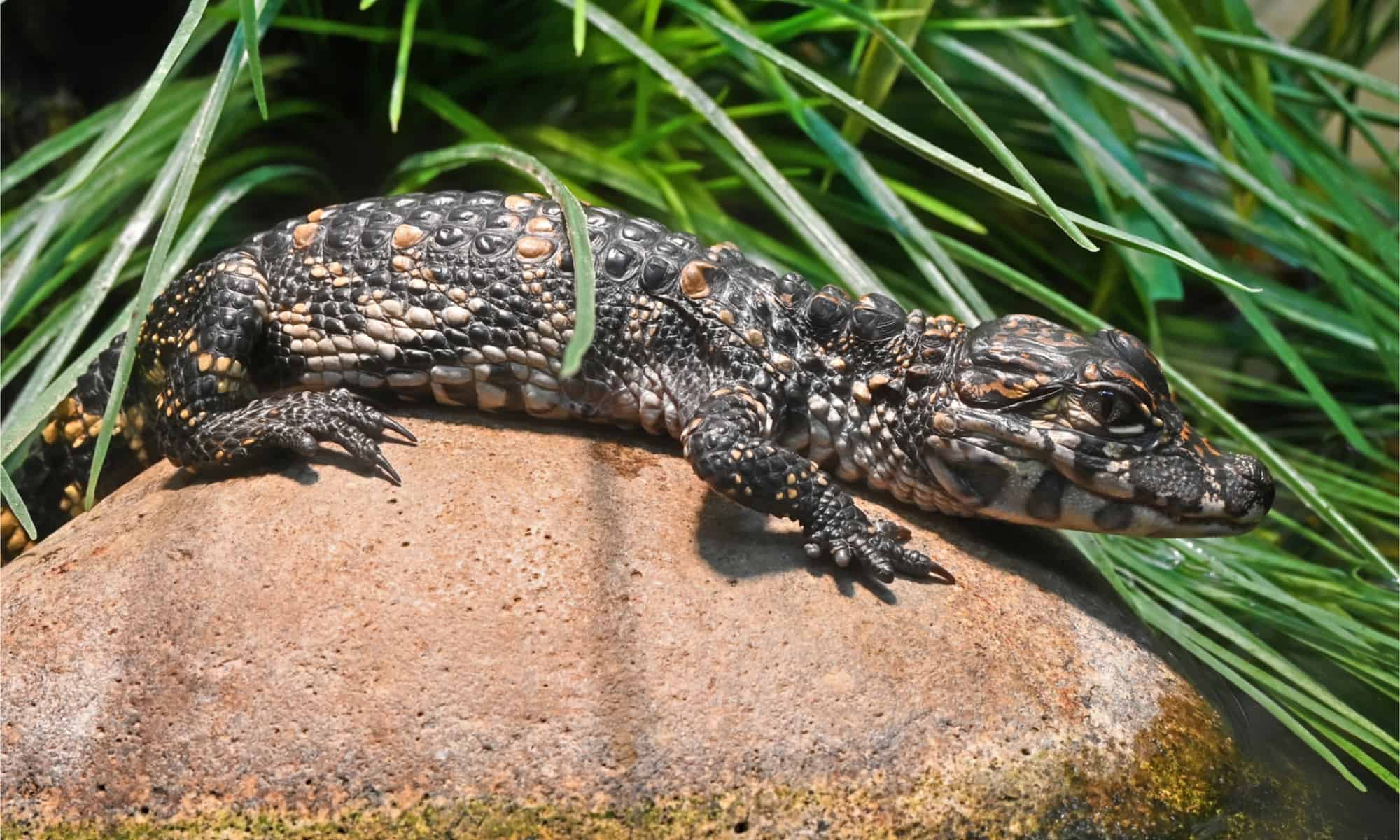 36 gator facts that won't see you later, alligator