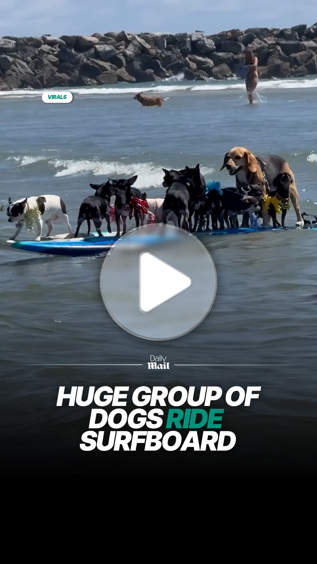 Large group of dogs balance together on surfboard