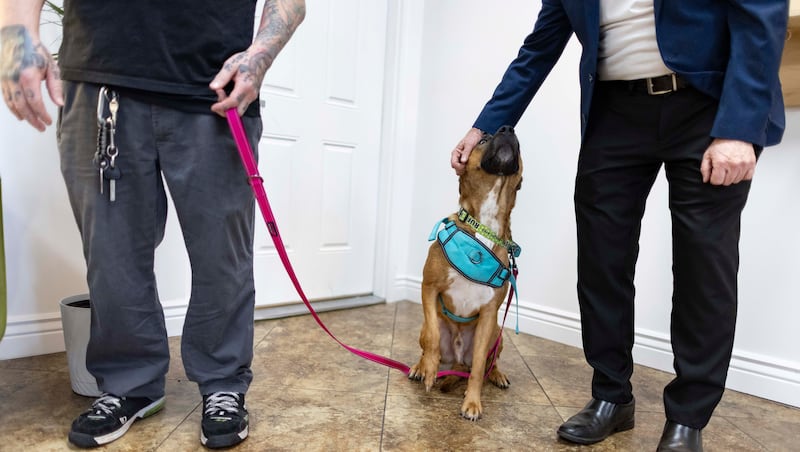 Protecting animals and children from abuse through more communication ...