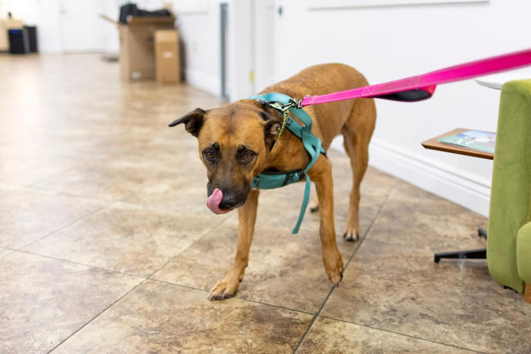 Protecting animals and children from abuse through more communication ...