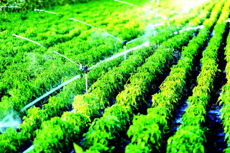 Micro irrigation plan needed to tackle climate risks: NABARD