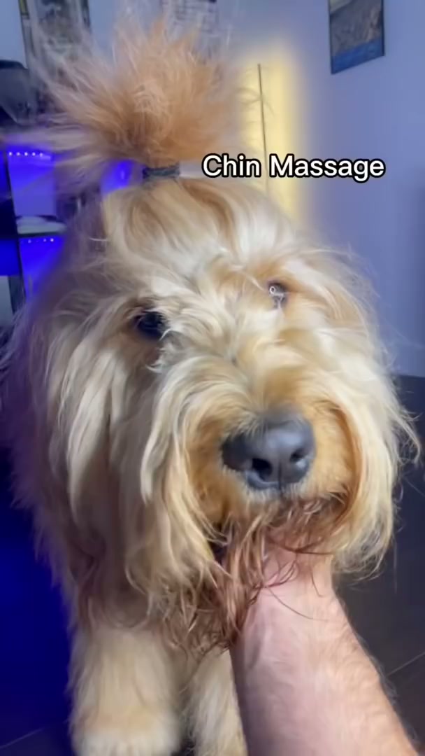 Dog spa day! #doggrooming #goldendoodle #tutorial