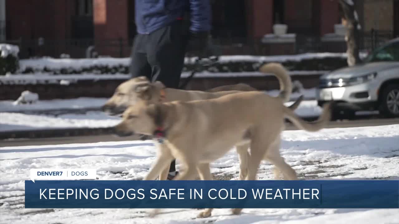 As temperatures finally fall in Denver, here's how to keep your dogs safe