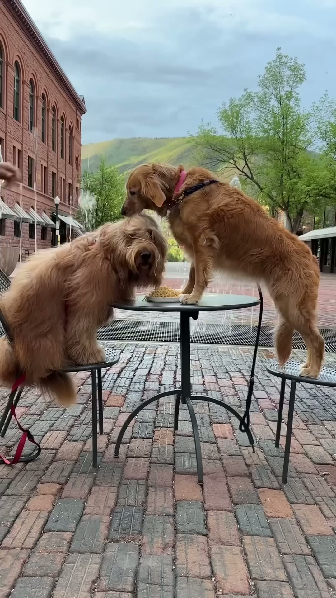 Recreating iconic dog movie scenes! #disney #goldendoodle #goldenretriever