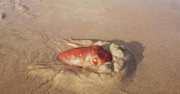 Photographer stunned after finding rare 'color-changing' octopus on a ...