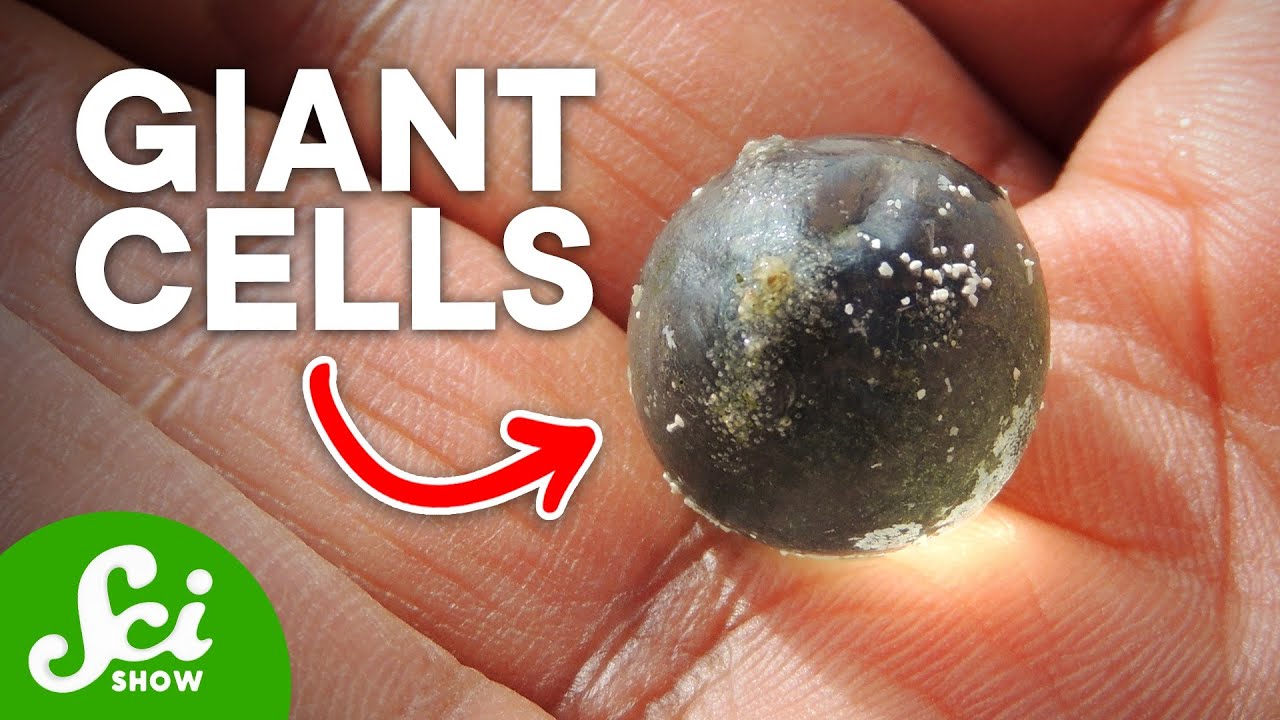 The 6 largest single cell organisms