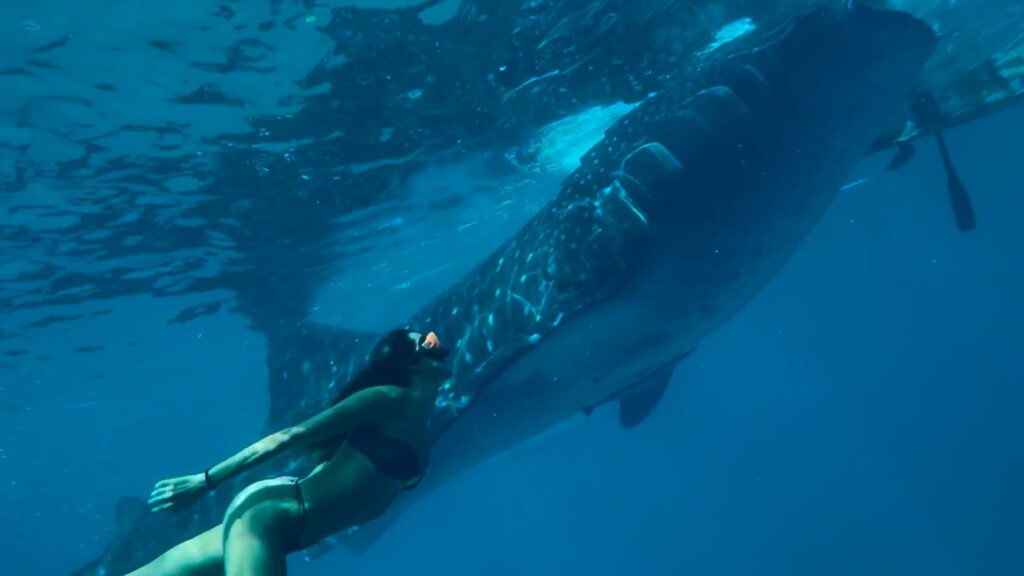 Swimmer comes face-to-face with whale shark